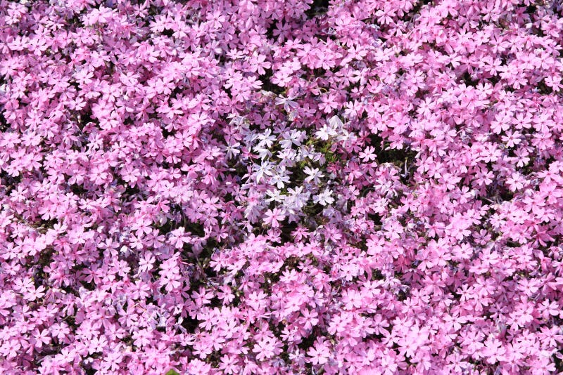 Pink moss phlox stock image. Image of scenery, phlox - 47191169