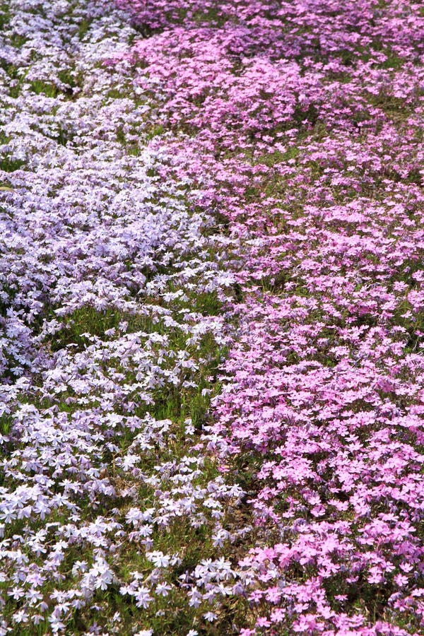 Pink moss phlox stock photo. Image of nature, full, clear - 47191180