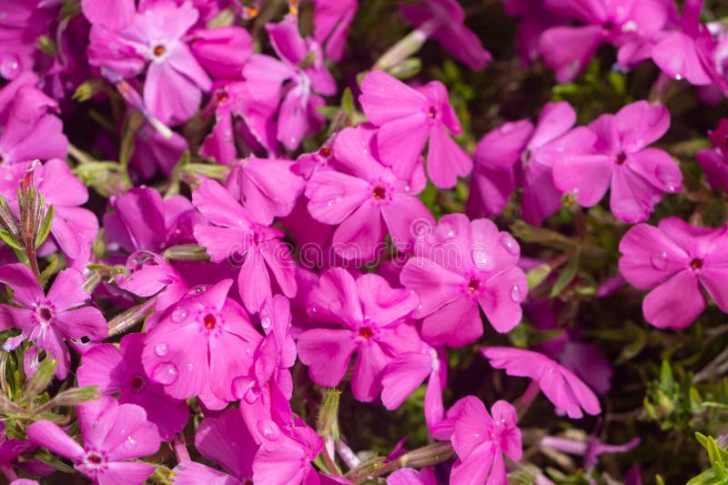 Pink moss phlox flowers stock image. Image of vegetable - 288166003