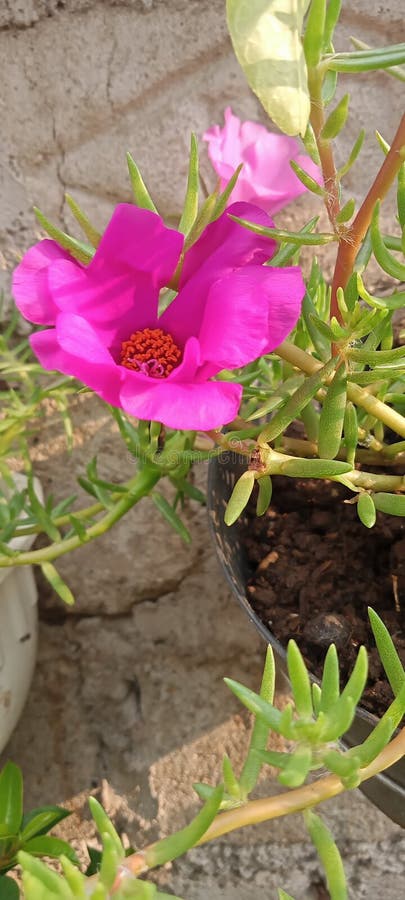 Pink moss rose flower stock photo. Image of leaf, wildflower - 221878962