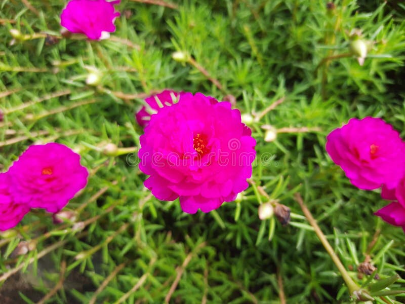 Pink Moss Rose Flower in Spring, Pink Color Flowers, Stock Photo ...