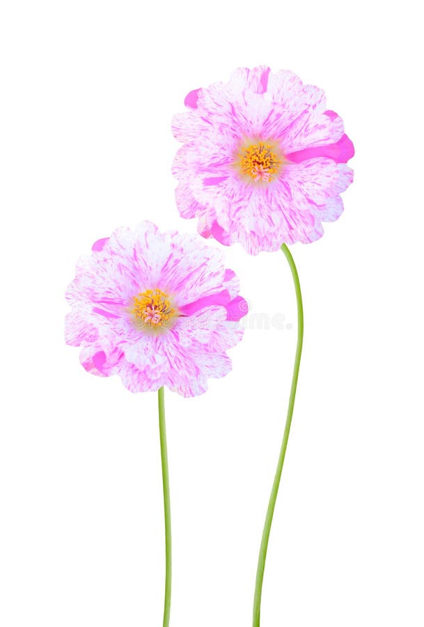 Pink moss rose flowers stock photo. Image of gift, flora - 47869086