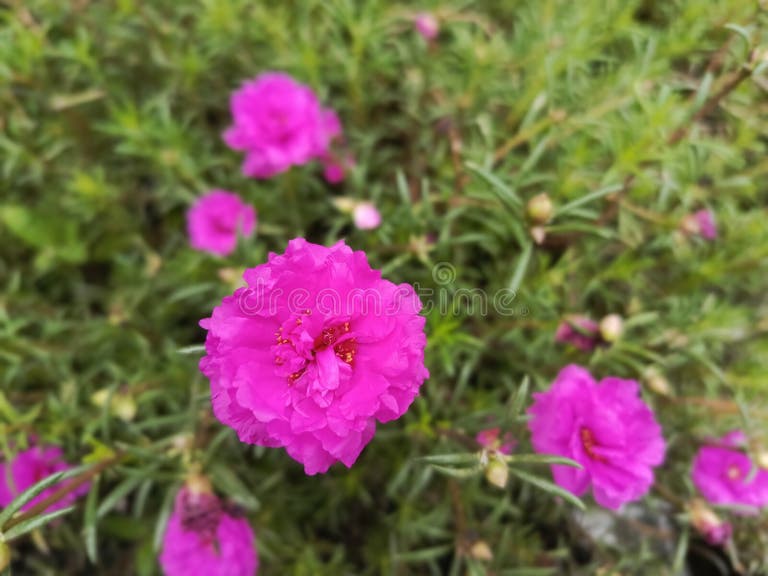 Pink Moss Rose Grows Wild in the Yard Stock Image - Image of yard, pink ...
