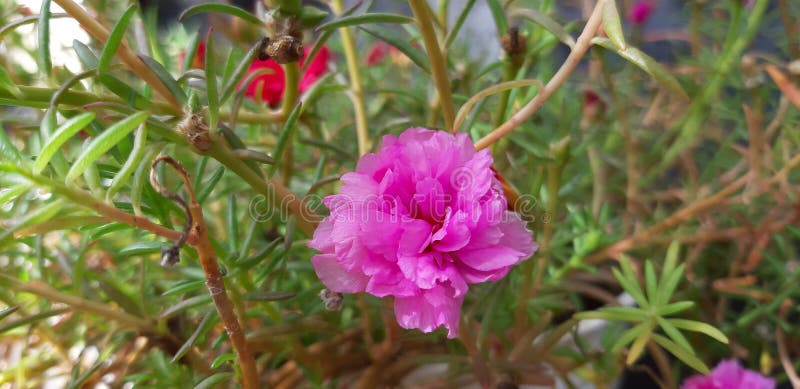 Pink Moss Rose Looks so Beautifull Stock Image - Image of fresh ...