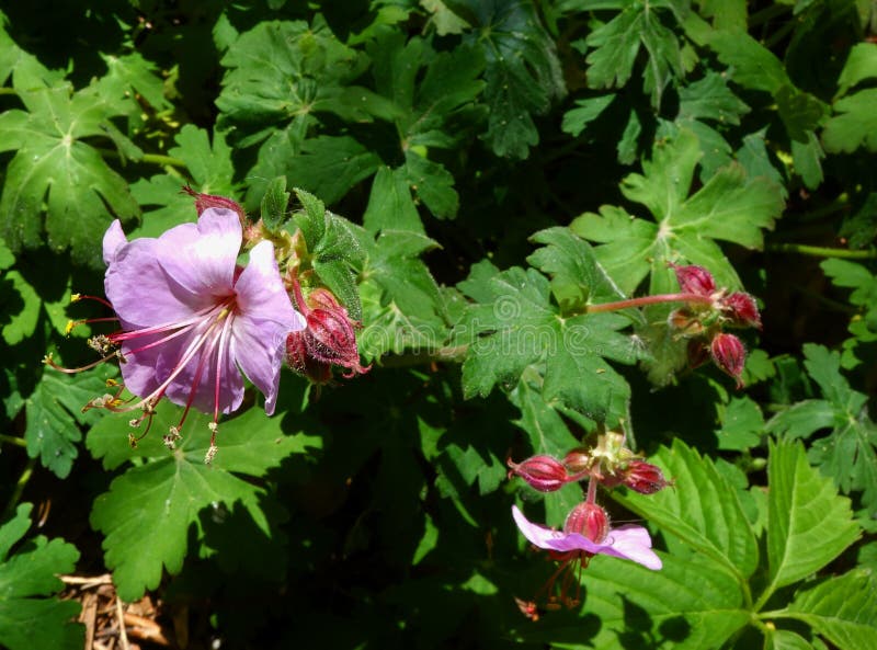 Pink Mounding Geranium is Attractive To Bees Stock Image - Image of ...