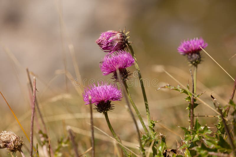 Pink Mountain Flower from the Dolomites - ITALY Stock Photo - Image of ...