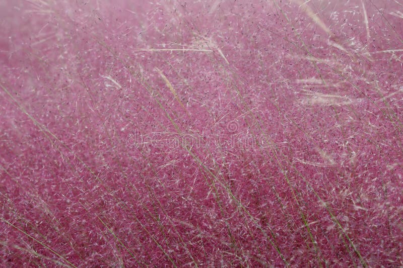Pink muhly grass abstract stock image. Image of muhly - 362611449