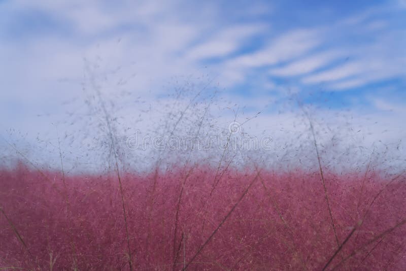 Pink Muhly Grass and Girls in Autumn Stock Photo - Image of adult ...