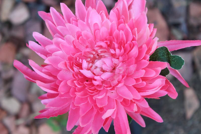 Pink Mum stock photo. Image of autumn, hardy, close, leaf - 6441086