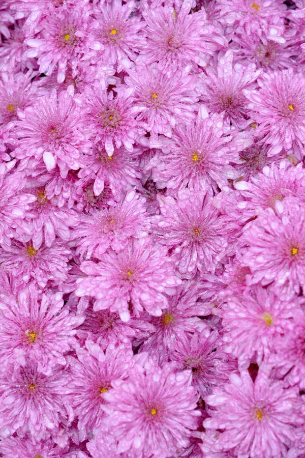 Pink Mums Flowers Crysanthemums Close Ups Stock Photo - Image of ...