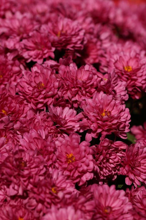 Pink Mums stock image. Image of bloom, seasonal, pink - 48567583
