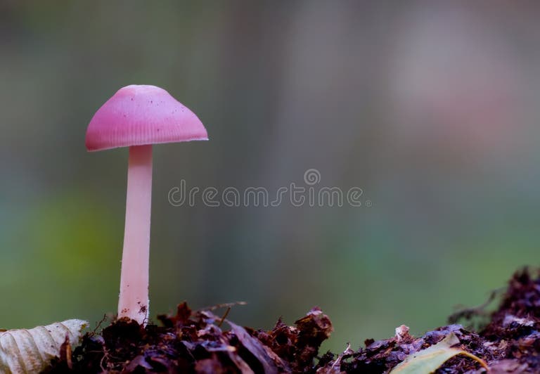 Pink mushroom stock photo. Image of nature, mushroom, background - 6695842