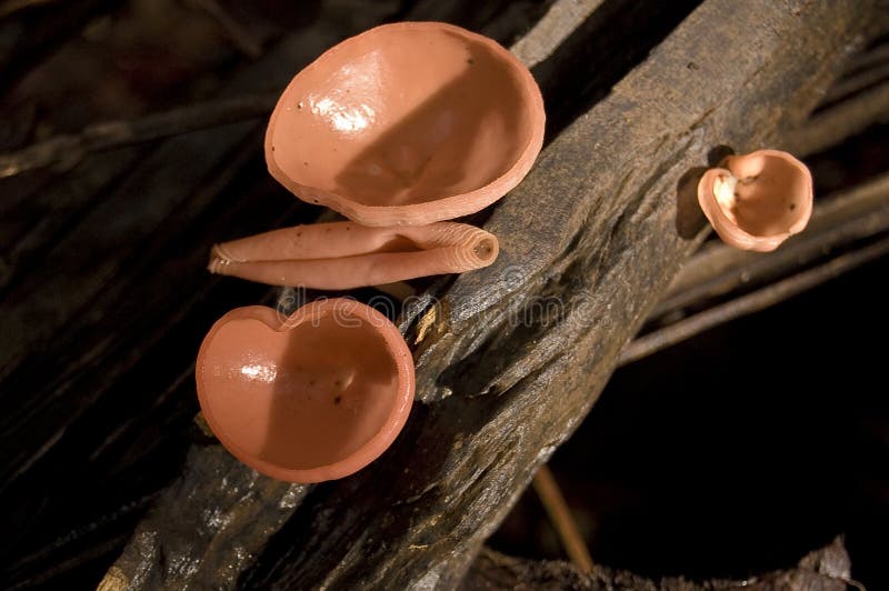 Pink Mushroom Growing on Rotted Tree in Costa Rica Stock Photo - Image ...