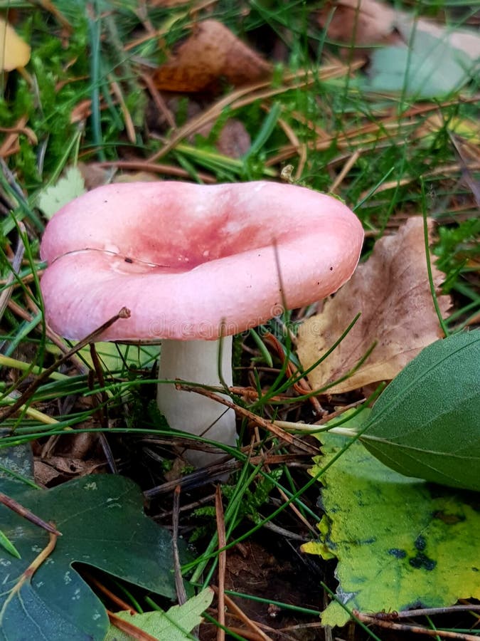 Pink mushroom stock image. Image of mushroom, noperson - 113323423