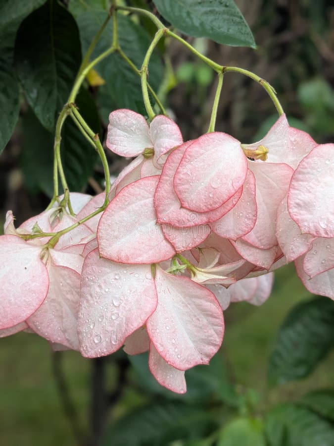 Pink Mussaenda Bloom in Garden Stock Photo - Image of produce, lilac ...