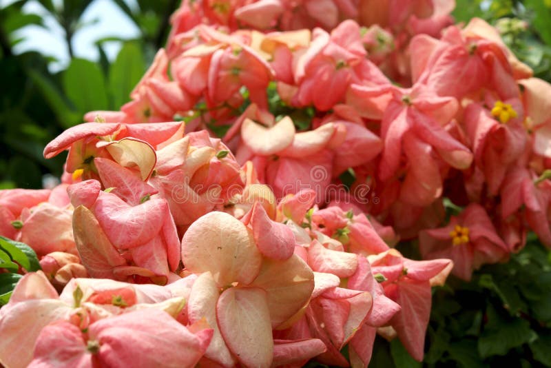 Pink Mussaenda stock image. Image of petals, leaves, mussaendeae - 42554431
