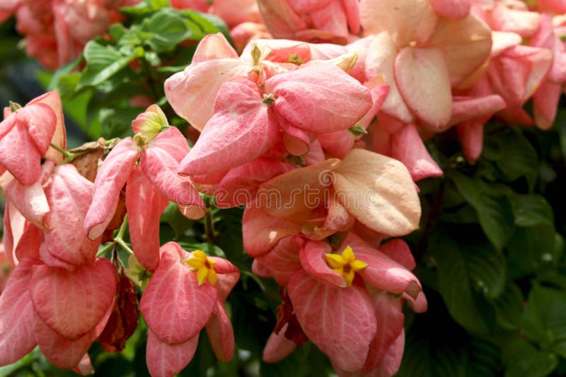 Pink Mussaenda Philippica - Image Stock Image - Image of mussaenda ...