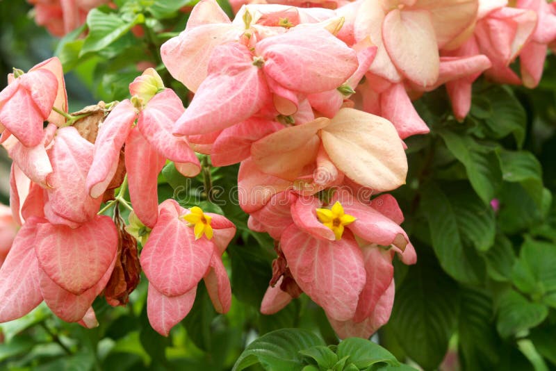 Pink Mussaenda stock image. Image of petals, leaves, mussaendeae - 42554431