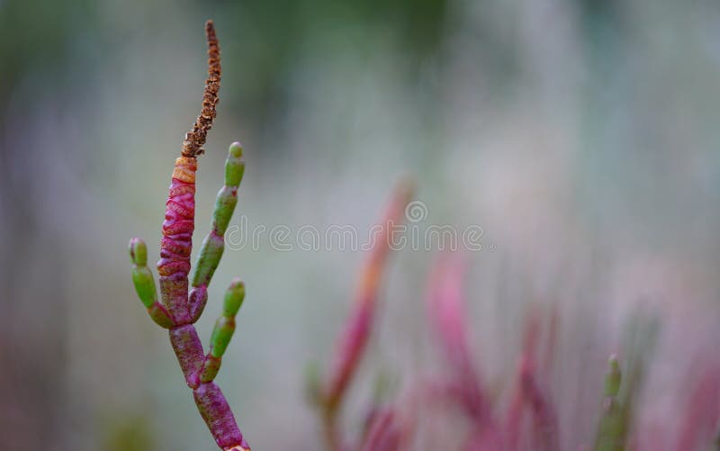 Pink native beach plant stock image. Image of natural - 219697131