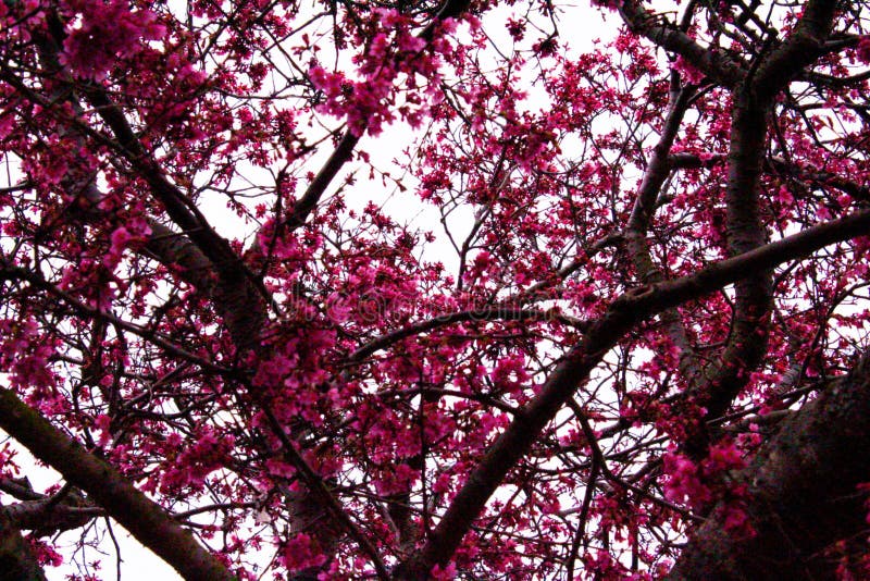 Pink of nature stock photo. Image of pink, nature, flower - 170751870