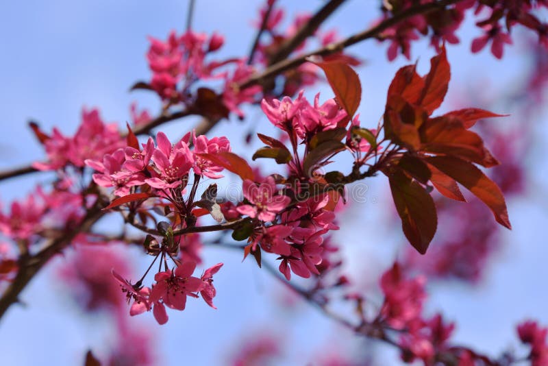 Colors of spring stock image. Image of nature, happy - 179072703