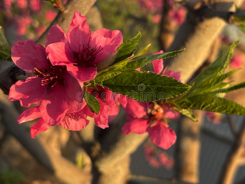 Pink Nectarine Blossom in the Spring Garden in the Rays of the Spring ...