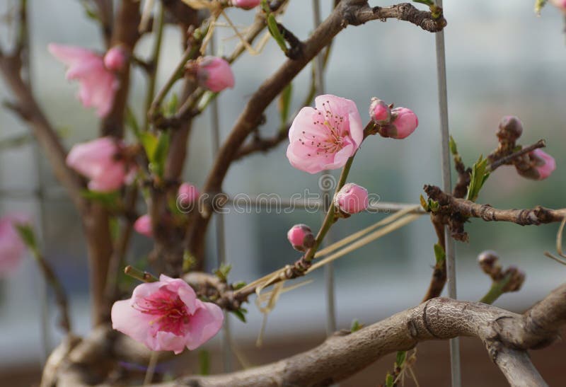 Pink Nectarine Fantasia Flowers on the Tree in Early Spring Stock Photo ...