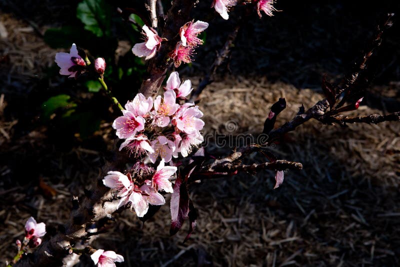 Pink Nectarine Flower Blossoms - Prunus Persica Nectarine - on T Stock ...