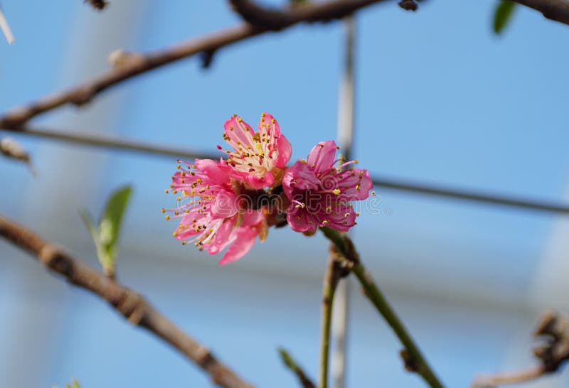Pink Nectarine Garden State Flowers on the Tree in Early Spring Stock ...