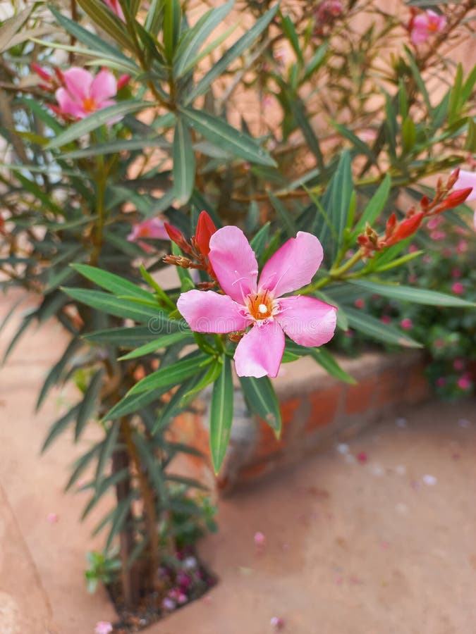 Pink Nerium Oleander Flower in Natural Garden. Pink Nerium Oleander ...