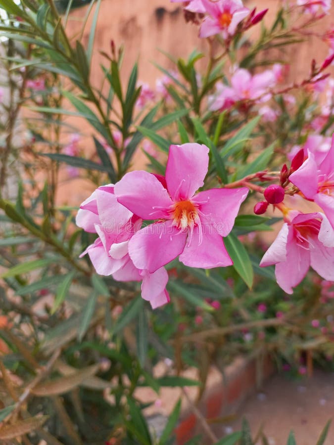 Pink Nerium Oleander Flower on Tree. Pink Nerium Oleander Flower in ...
