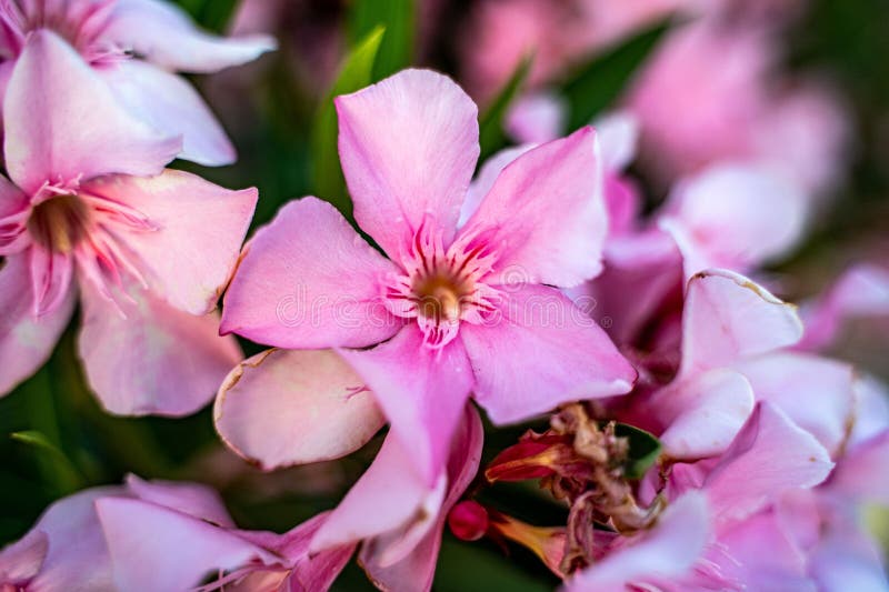 Pink Nerium Oleander Flowers with Long Petals Stock Image - Image of ...