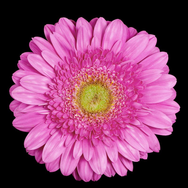 Pink gerbera stock image. Image of daisy, plant, bloom - 29890009