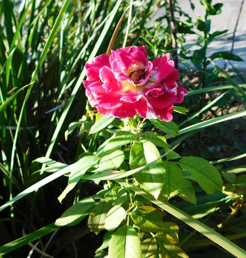 Pink Non-rose Flower at Sunlight Stock Image - Image of anniversary ...