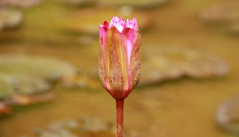 Water lily bud stock photo. Image of plant, beautiful - 115451274