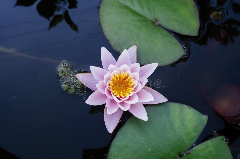 Pink Nymphaea Flower with Sky Reflection Stock Photo - Image of pink ...