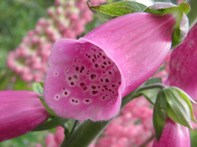 Pink oblong flowers stock photo. Image of natural, blooming - 240010676