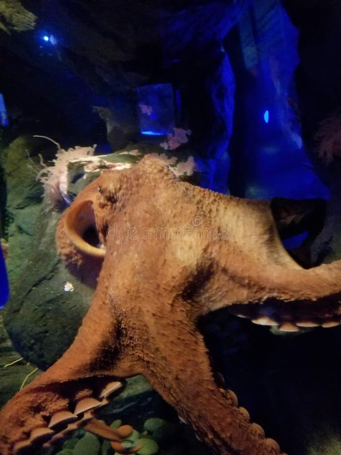 Pink Octopus Tentacles in Aquarium Stock Image - Image of pink, life ...