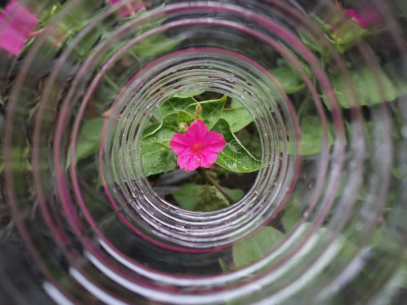 A Pink Old Flower from Perspective Inside Bottle Plastic Stock Photo ...