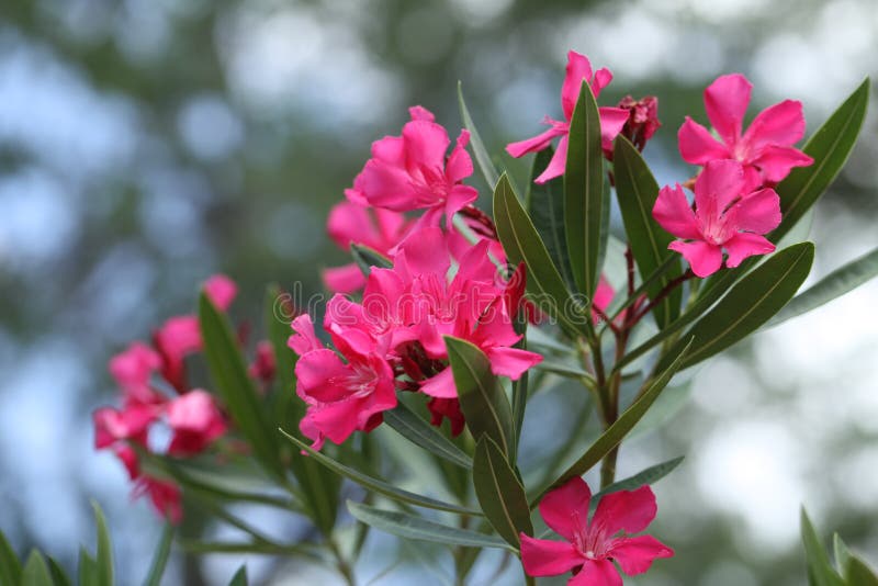 Pink oleander blossoms stock image. Image of nerium - 116402105