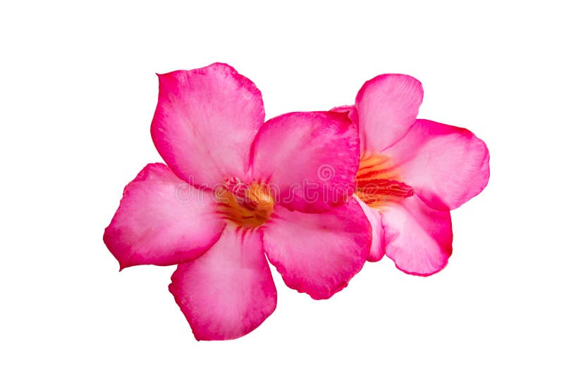 Pink Oleander Colors Isolated Stock Photo - Image of decorative, color ...