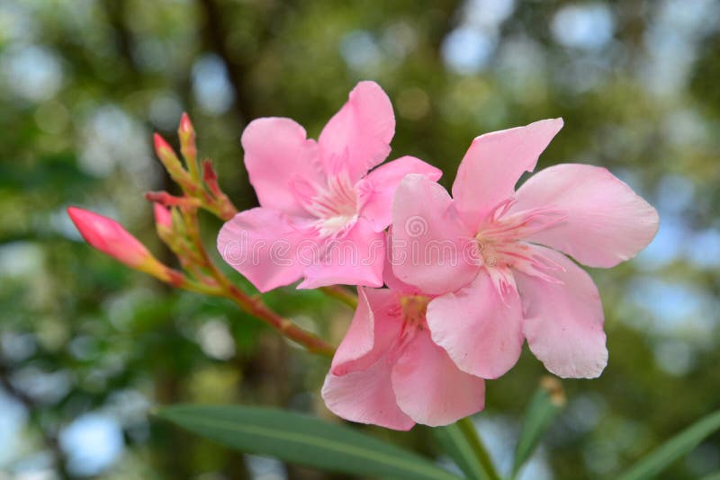Pink Oleander Flower, Rose Bay Flower with Leave. Stock Photo - Image ...