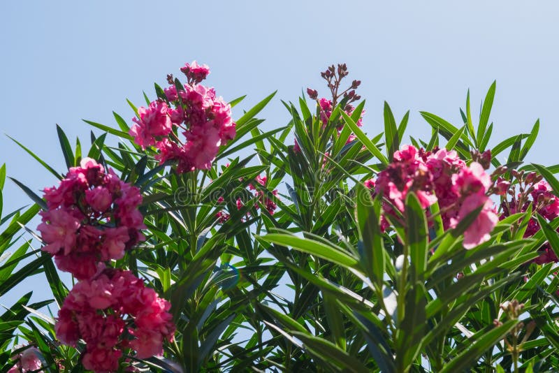 Pink Oleander Flowers in the Garden, Close-up. Stock Photo - Image of ...