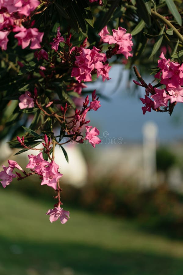 Pink Oleander Flowers with Copy Space Stock Image - Image of female ...