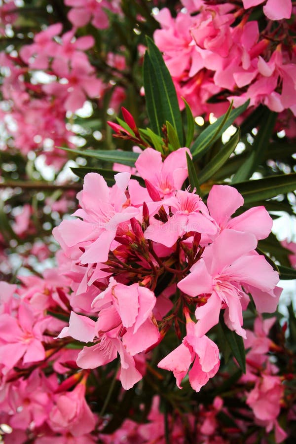 Pink Oleander Flowers. Rose Laurel Shrub in Bloom Stock Image - Image ...
