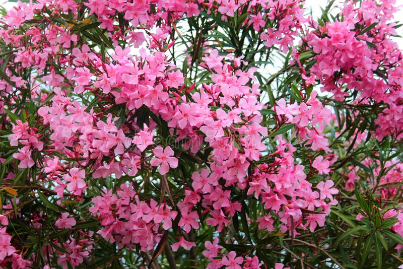 Pink Oleander Flowers. Rose Laurel Shrub in Bloom Stock Image - Image ...
