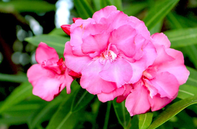 Pink Oleander Flowers Up Close Stock Photo - Image of single, luxuriant ...