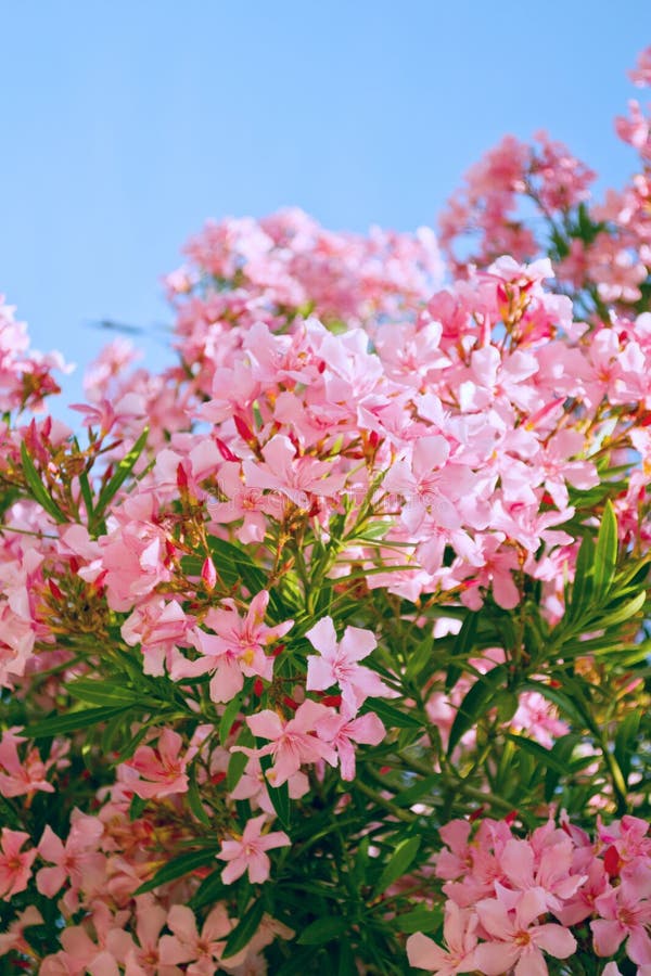 Pink Oleander Branches at Blue Sky Background Stock Photo - Image of ...