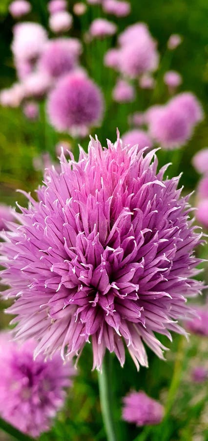 Pink Onion Flowers in the Garden Stock Image - Image of purple, violet ...