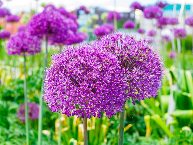 Pink Onion Inflorescences in a Flowerbed Stock Image - Image of allium ...